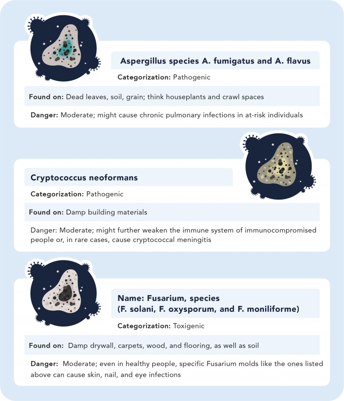 Understanding Different Types Of Mold Found In Your Home